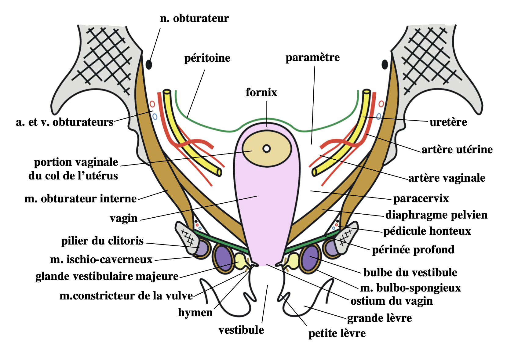 Anatomie Appareil G nital F minin Anatomie Appareil G nital F minin