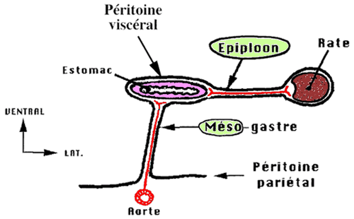 Peritoine
