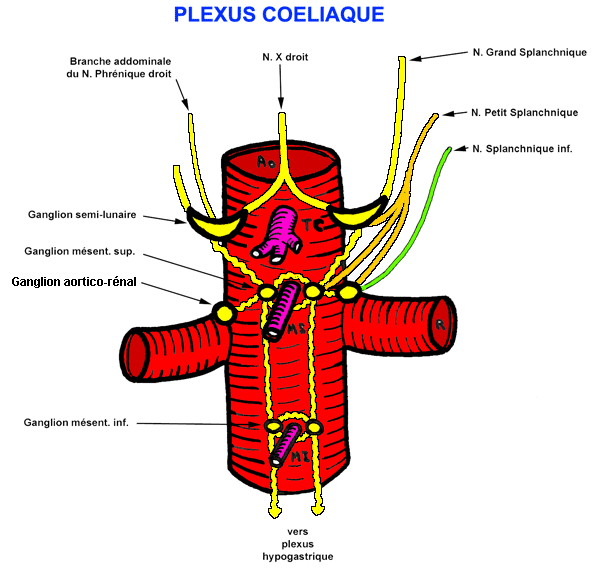 Plexus coeliaque